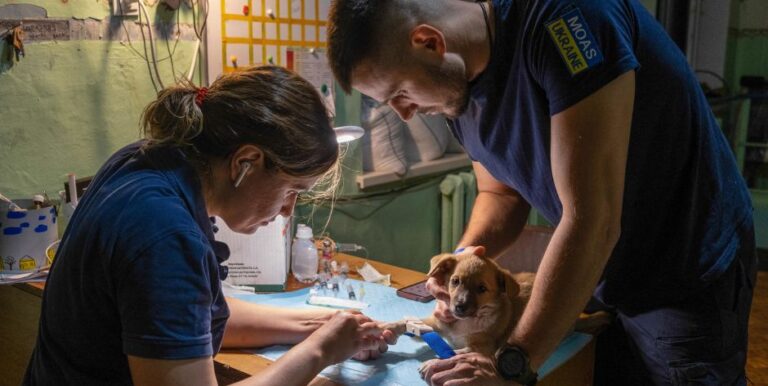 A Caring Weapon of Hope: Animals in Conflict Zones - MOAS